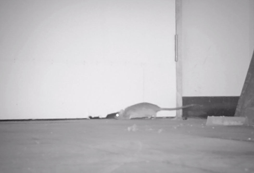 Be Ready to Protect Your Commercial Facility from Rodent Entry!